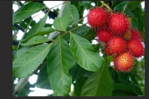 Ciri ciri pohon rambutan ternyata memeiliki batang kayunya yang keras ...