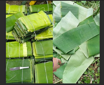 manfaat daun pisang untuk kesehatan ayakni memiliki sifat anti bakteri ...