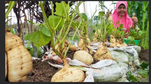 Suka Menanam ? Yuk Ikutin 5 Cara Menanam Buah Bangkuang Dengan Mudah ...