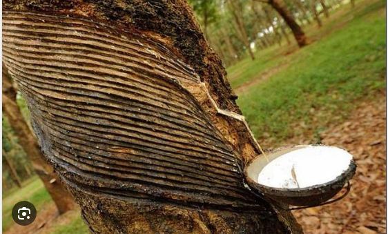 Manfaat Getah Karet Atau Disebut lateks, Merupakan Bahan Utama ...