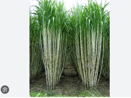 Cek Kembali Waktu Tanam Pohon Tebu Agar Tumbuh Subur Dan Hasil Yang ...