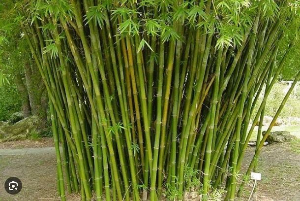 manfaat pohon bambu memiliki kemampuan untuk menjaga keseimbangan ...