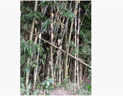Ketahui Jenis- Jenis Pohon Bambu Yang Ada Di Indonesia