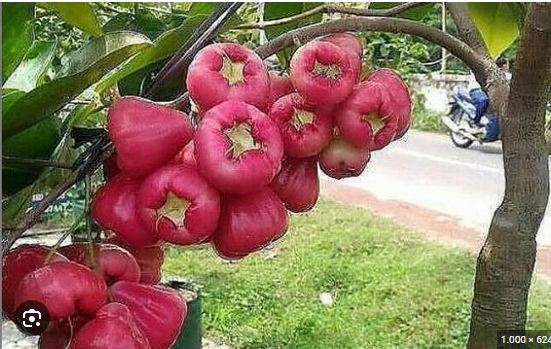 Kenali 7 Jenis Jambu Air Yang Ada Di Indonesia,Nikmat Dan Sehat