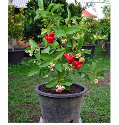 3 Cara Menanam Pohon Jambu Air Yang Harus Kita Perhatikan,Agar Tanaman ...