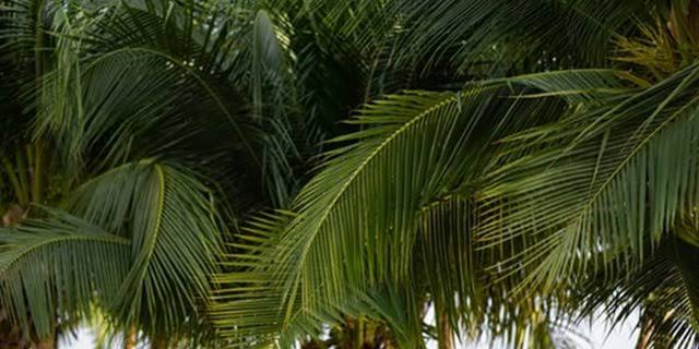 5 Khasiat Daun Kelapa untuk Kesehatan yang Luar Biasa - eSatuID