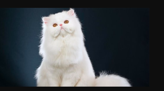 Mengenal Lebih Dekat Ras Kucing Anggora Keanggunan dalam Bulu Panjang ...