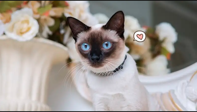 Pesona dan Keunikan Kucing Mahal Sebuah Pandangan Mendalam Pesona dan ...