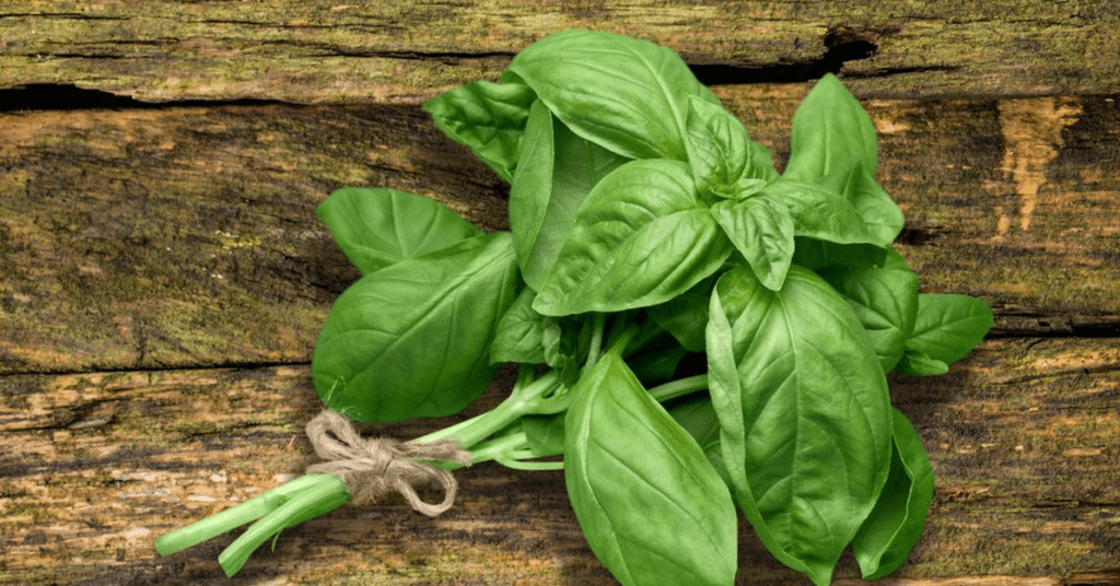 Mari Intip Tips Memilih Daun Basil yang Segar, Perhatikan Warna dan Aroma