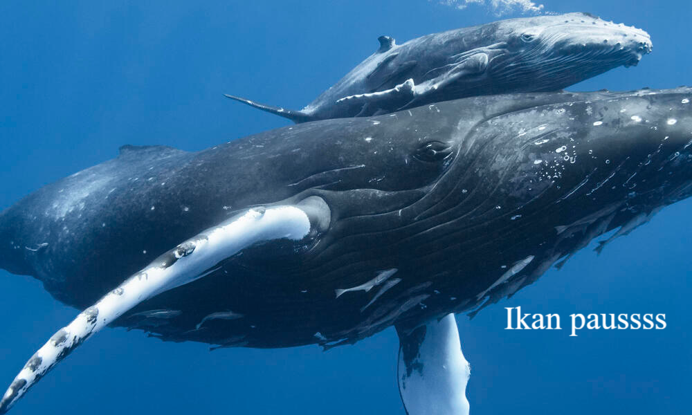 Keajaiban Alam: Mengungkap Misteri Kehidupan Ikan Paus di Lautan - eSatuID Keajaiban Alam: Mengungkap Misteri Kehidupan Ikan Paus di Lautan - eSatuID