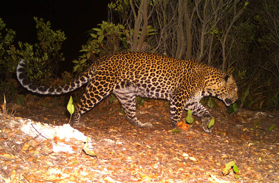 Keajaiban dan Kekuatan Alam: Mengenal Lebih Dekat Tentang Macan Tutul ...