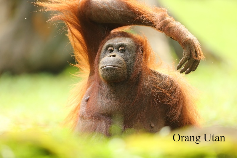 Konservasi Orangutan: Upaya Pelestarian Satwa yang Terancam Punah di Indonesia - eSatuID