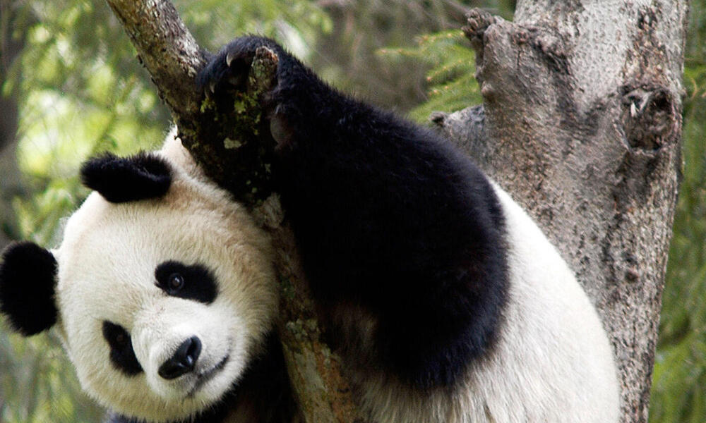 Keajaiban Alam: Panduan Konservasi Lengkap tentang Panda - eSatuID