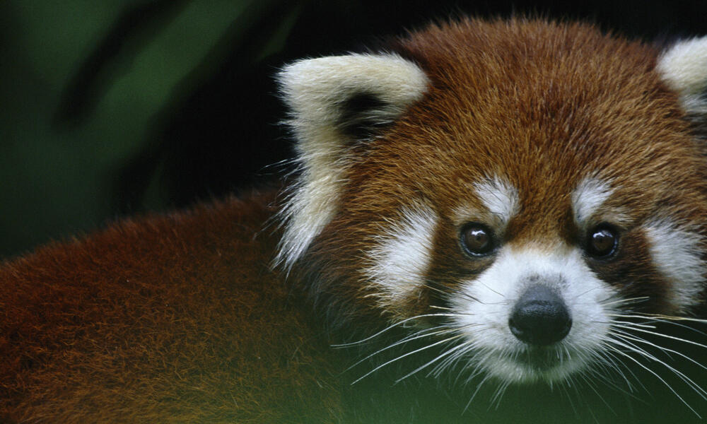 Keunikan dan Keindahan Red Panda: Fakta Menarik tentang Binatang Langka ...