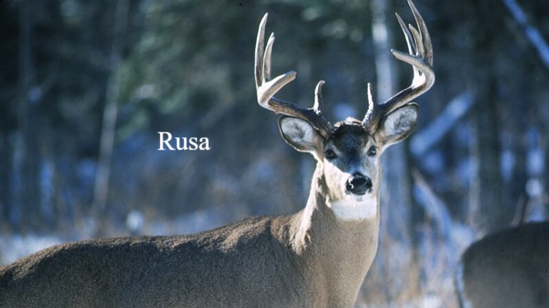 Memahami Kehidupan Rusa: Fakta Menarik dan Konservasi - eSatuID