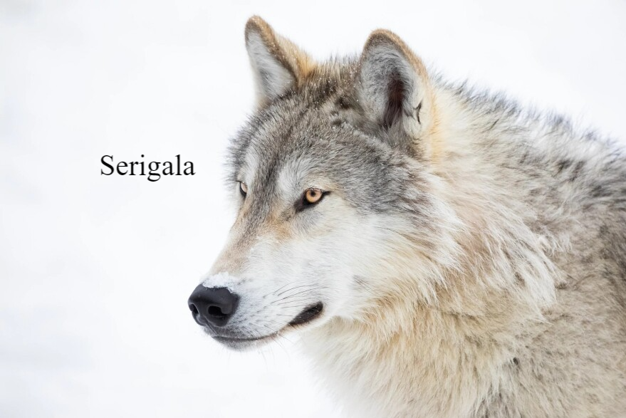 Mengenal Lebih Jauh Tentang Serigala: Fakta, Habitat, dan Peranannya ...