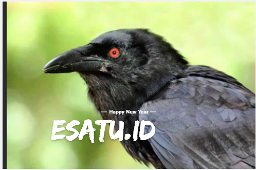 Mari Mengetahui Jenis-Jenis Burung Gagak Yang Ada Di Indonesia.