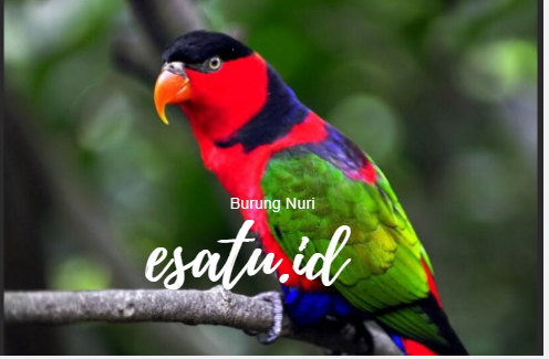 Kenali Ciri Ciri Burung Nuri,Yang Wajib Kalian Ketahui