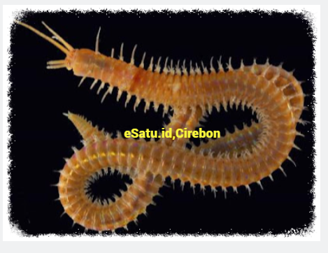 Kenali Cacing laut Yang Satu Ini "Nereis",Yuk Simak Sekarang.