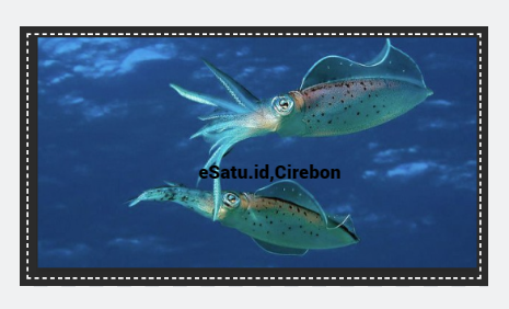 Ini Dia Untuk Pecinta Ikan Laut 8 Jenis Cumi Cumi Yang Cocok Untuk Di ...