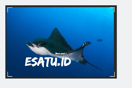 10 Jenis Ikan Pari Yang Ada Di Indonesia Beserta Habitat Nya,Yuk Simak