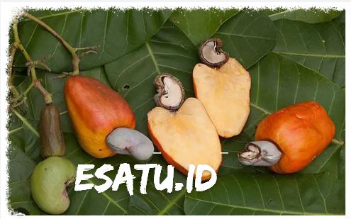 10 Manfaat Jambu Monyet Untuk Kesehatan Tubuh Kita Sehari Hari