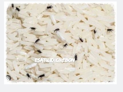 7 Cara Menghilangkan Kutu Beras Yang Wajib Bunda Ketahui