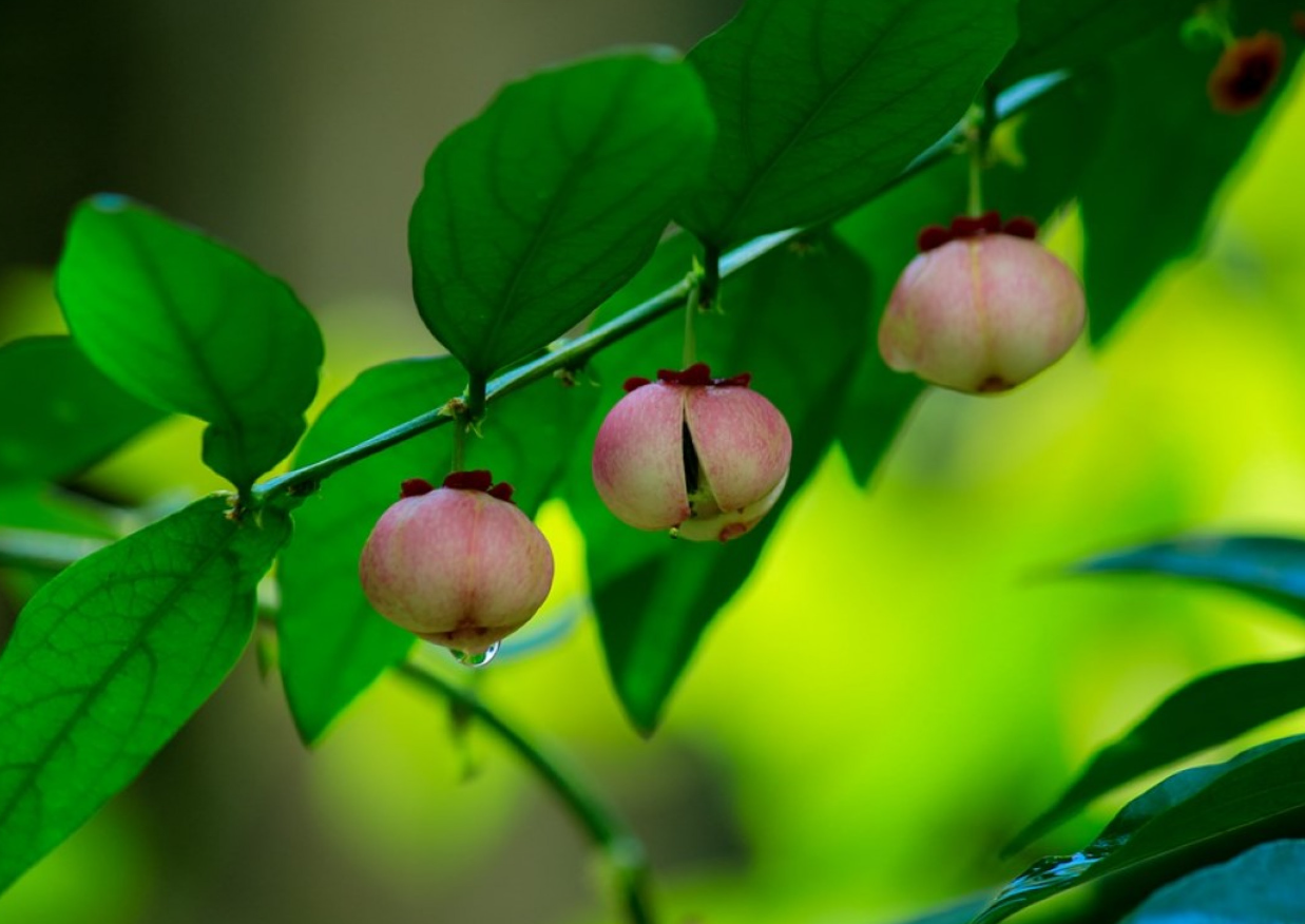 Tanaman yang Memiliki Banyak Nutrisi dan Manfaat: Inilah 4 Manfaat ...