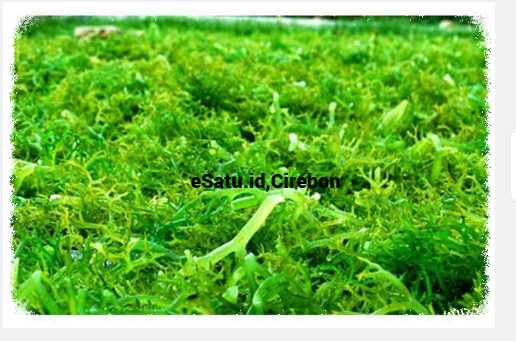 3 Cara Budidaya Rumput Laut Yang Wajib Kalian Tiru