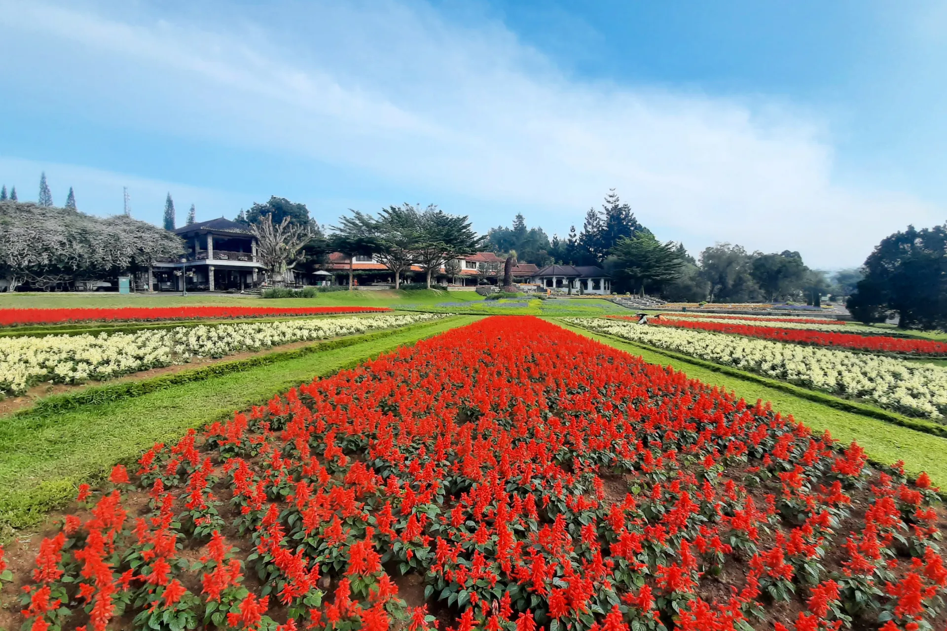 Memperkenalkan Keindahan Taman Bunga Nusantara Cianjur: Surga Bunga di ...