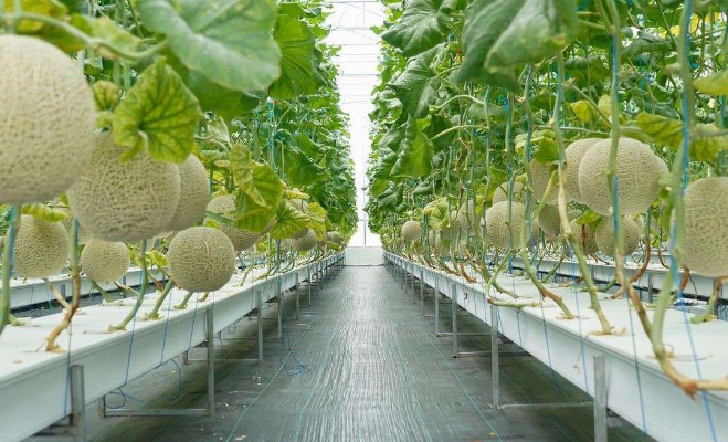 Dapat Mengambil Melon Secara Langsung dari Pohonnya: Inilah Lokasi, Jam ...